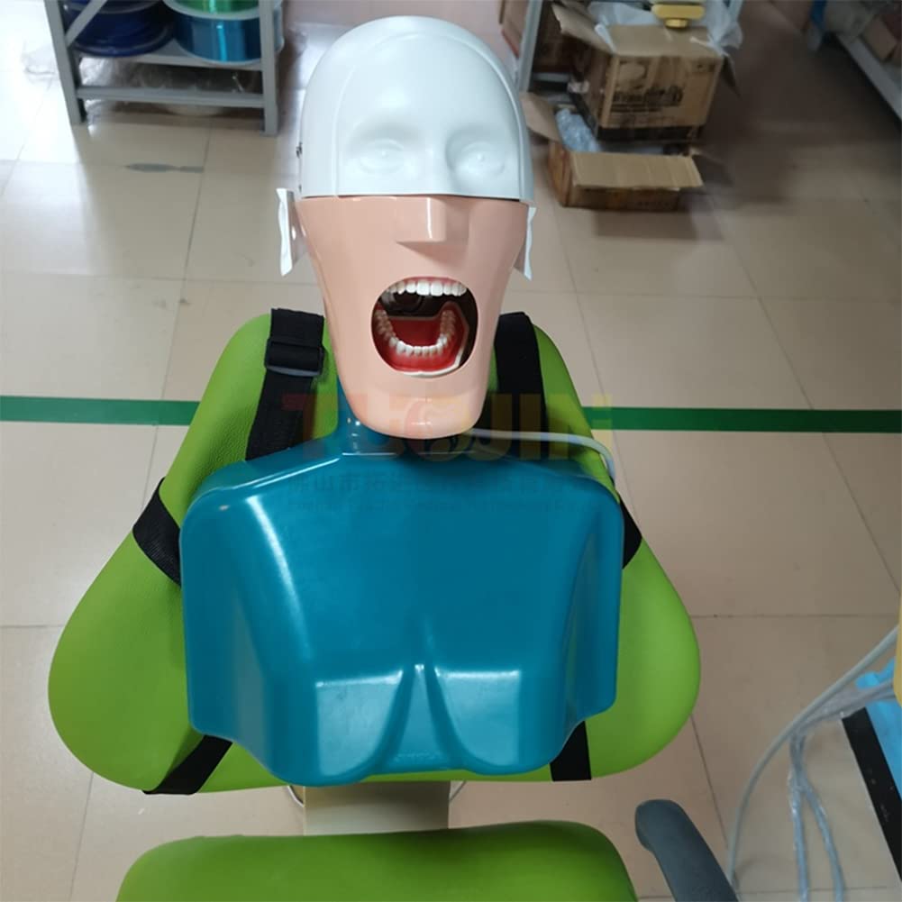 Buy BBYT Dental Simulation Teeth Model Dentistry Manikins Phantom Head ...