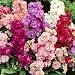 Amazon.com : 300+Annual Matthiola Stock Flower Seed for Planting ...