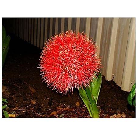 URBAN GARDENS® Football lily (Pack of 2 bulbs) : Amazon.in: Garden ...