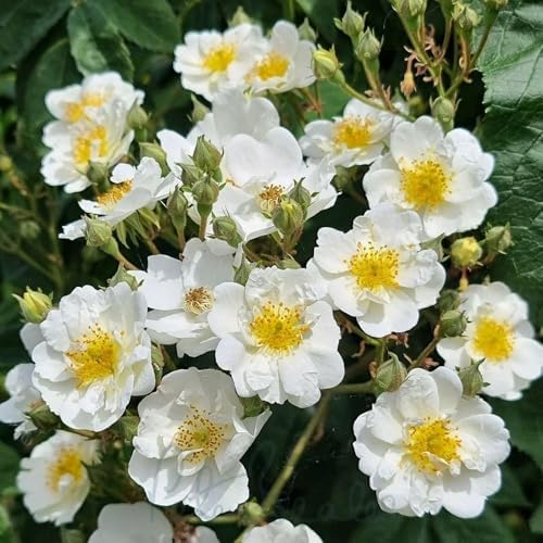 Peter Beales Roses UK White Rambling Rector Rose Plant for Outdoor July ...