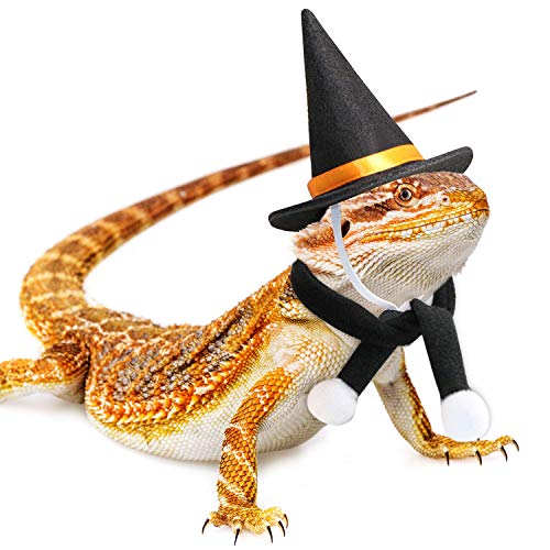 Costume Bearded Dragon Enclosure 2023 - Vet Ranch - We Love Pets