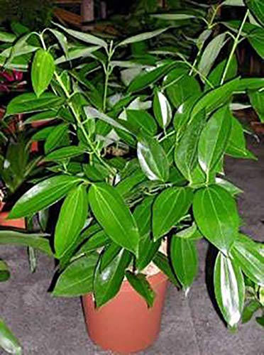 Trothic Gardens Rare Dwarf Dalchini Plant - True cinnamon tree ...