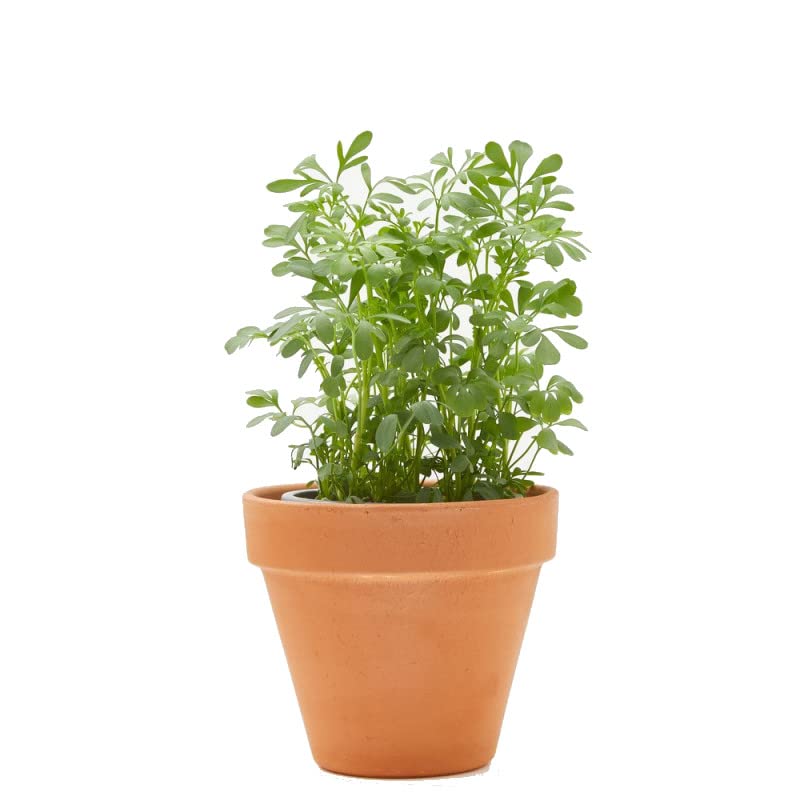 La Ruda de la Buena Suerte: Conoce su significado y cómo utilizarla ...