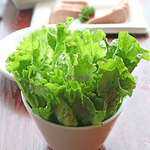 Vegetable Seeds Cream Lettuce Raw Vegetarian Salad Creamy 100Seeds ...