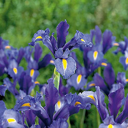 Dutch Iris - How to grow & care