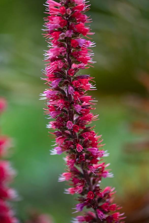 Roter Natternkopf Echium russicum Samen : Amazon.de: Garten