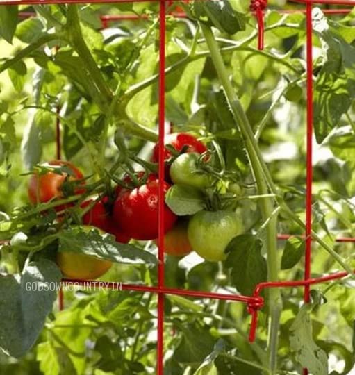GODSOWNCOUNTRYIN Climber Tomato seeds - vine tomato seeds, Indian ...