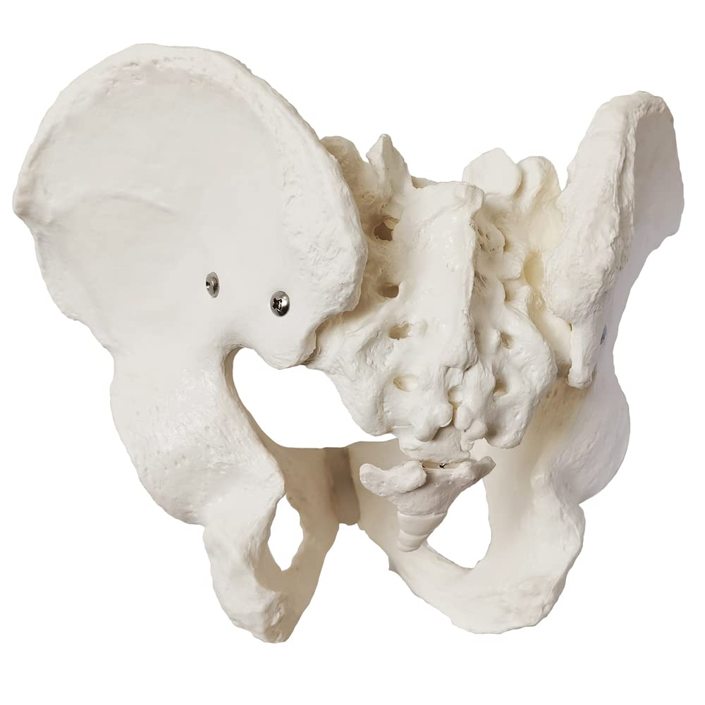 Pelvis Pelvis | Anatomy Revision | AnatomyStuff