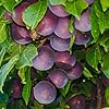 Amazon.com : 1-2 Feet Sweet Plum Tree Live Plant, Established Roots ...