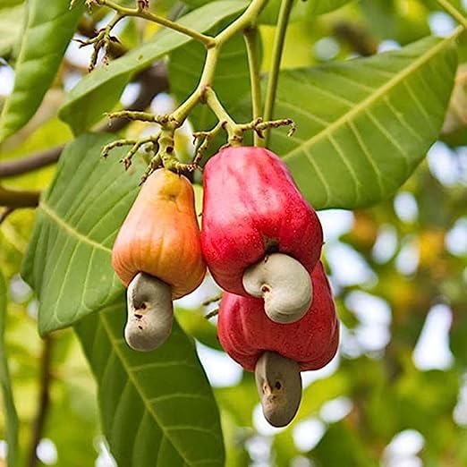 RISHIKA PLANT HOUSE Cashew APPLE KAJU Pack of 1 Healthy Live plant ...
