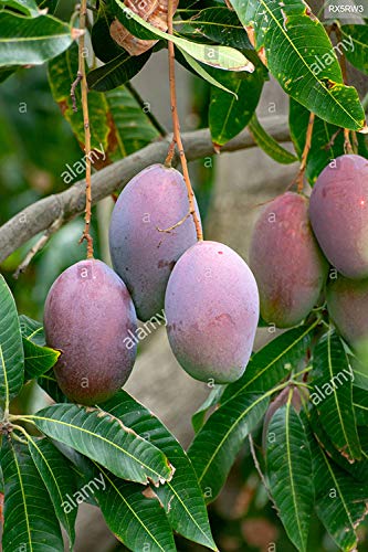 Live Sweet Sundari Mango Plant 1.5 Feet + Height : Amazon.in: Garden ...