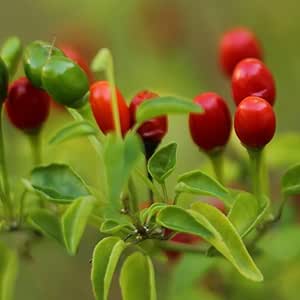 Amazon.com : Set 4 Chiltepin Pepper Plant Live, 3 to 6 Inch Tall ...