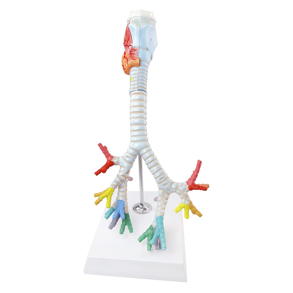Buy Benilev Larynx Trachea and Bronchi Model, 3 Part Life Size Human ...