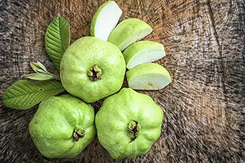 Creative Farmer Live Plant Gauva Fruit Jamrukh/Phal for Balcony ...