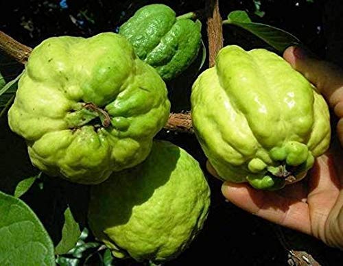 S Garden Live Seedless Guava/Amrood Fruit Plant : Amazon.in: Garden ...