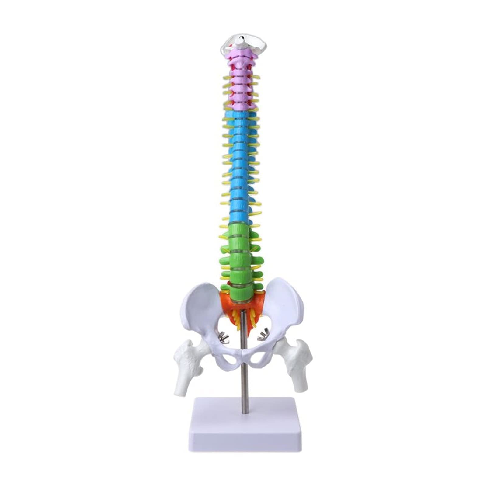 Buy TAMYUSE Anatomical Models 45cm Removable Human Spine Model Spinal ...
