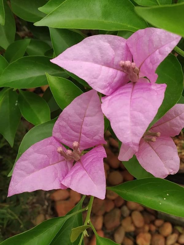 Ritz Farming® Boganvlia flower plants | lite pink Boganvlia plants for ...