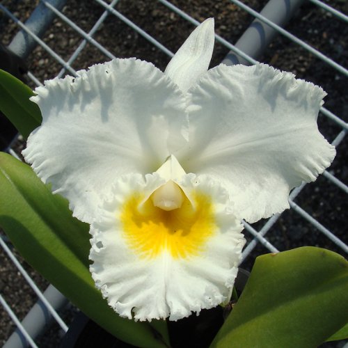 Amazon.com: SC106 Orchid Plant Cattleya Gertrude Hausermann Pot Pack ...