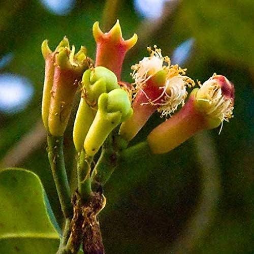 Plant Exotic Clove/Lobongo Lavang Long Plant & Tree Healthy Live Plant ...