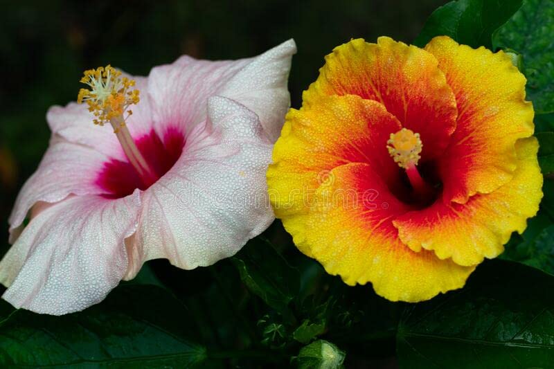 Two Multicolor Joba Flower/Hibiscus Rosa-Sinensis Variety Healthy Live ...