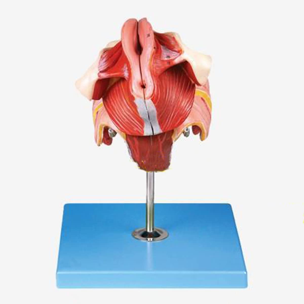 Buy Female Perineal Anatomical Model 1:1 Life-Size Female Pelvic ...