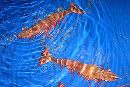Giant Prawn