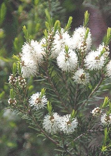 Australian Tea Tree Plant