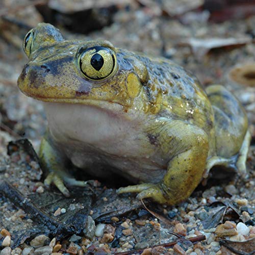 Amazon.com: The Fascinating World of Frogs and Toads in the Eastern U.S ...