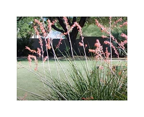 Red Yucca Plants