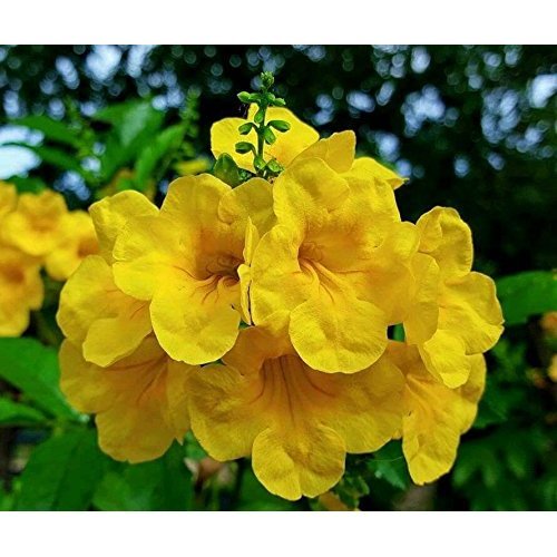 Creative Farmer Ornamental Tree Plants Ginger-Thomas Yellow Flower ...