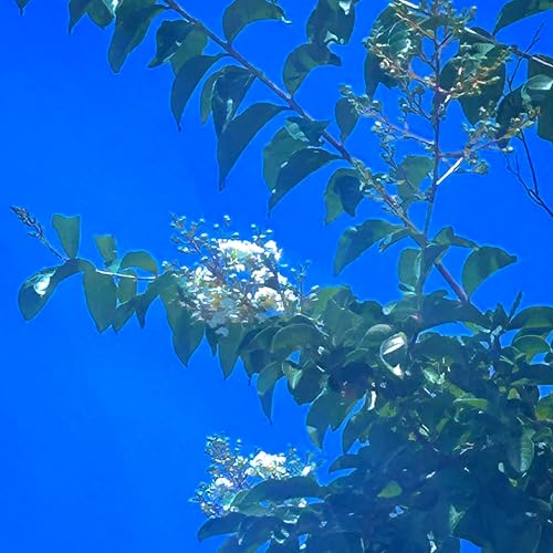 Play haha, good one by Jo Kamel on Amazon Music Unlimited