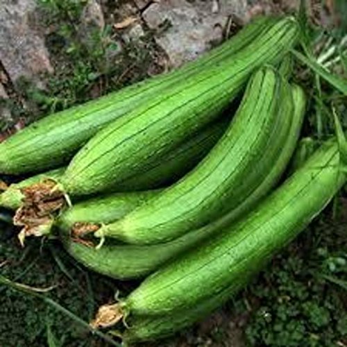NurseryNature Ridge Gourd,Gilgil Turai Hybrid Seeds : Amazon.in: Garden ...