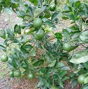 Live Sweet Malta Lamon Fruit Plant Pack of 1 : Amazon.in: Garden & Outdoors