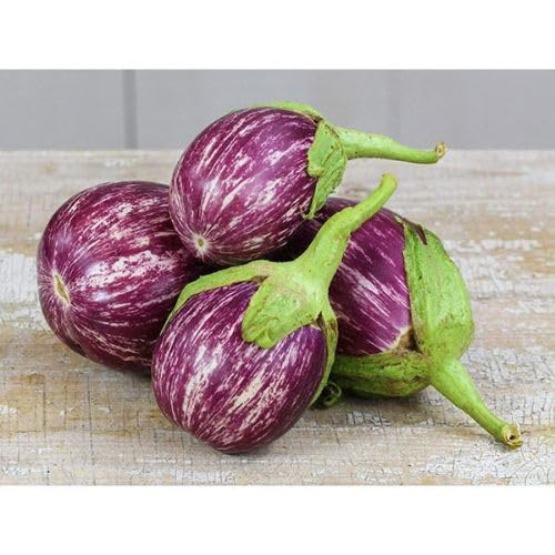 Gebdinsh Garden® Imported Purple Small Baingan/Brinjal/Eggplant ...