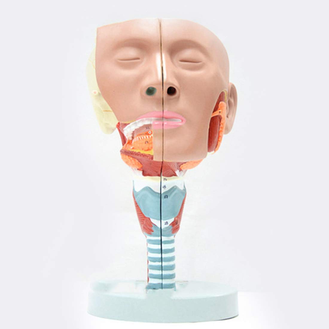 Amhuui Muscle Anatomical Model Mouth And Nose Model Nasal Cavity ...