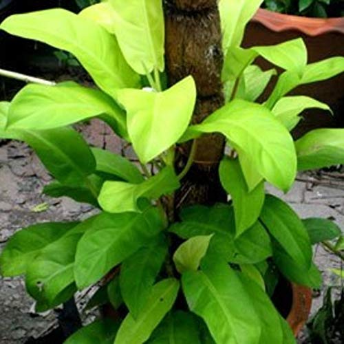 NurseryNature Selom Plant : Amazon.in: Garden & Outdoors