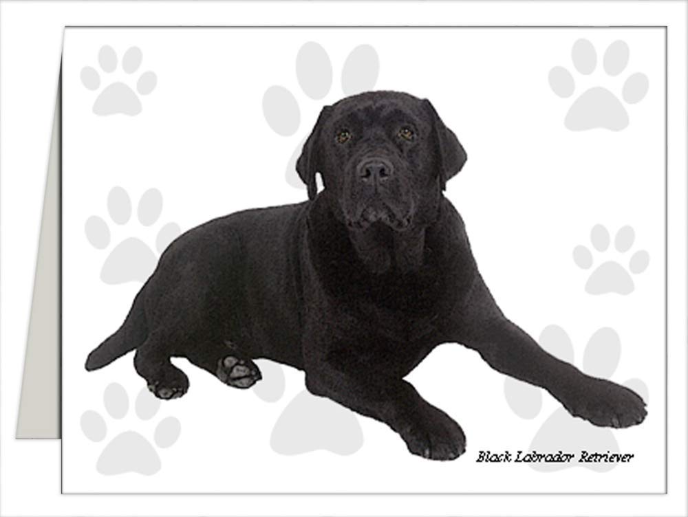 Amazon.com: Black Lab Note Cards : Office Products