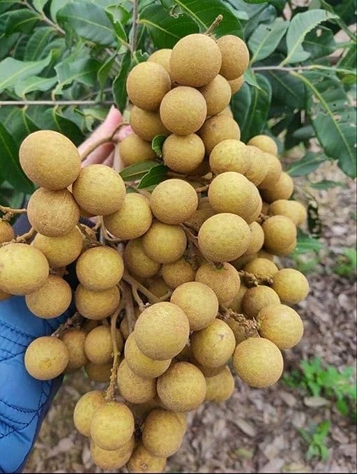 GreenEarth Original Seedless Dragon eye Longan Fruit Plant (GRAFTED ...