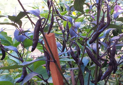 Vajra seeds Chilli seeds Black Cobra Hot Pepper Chilli Vegetable 25 ...