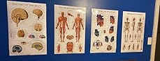 Palace Learning Heart Anatomy Poster - LAMINATED - Anatomical Chart of ...