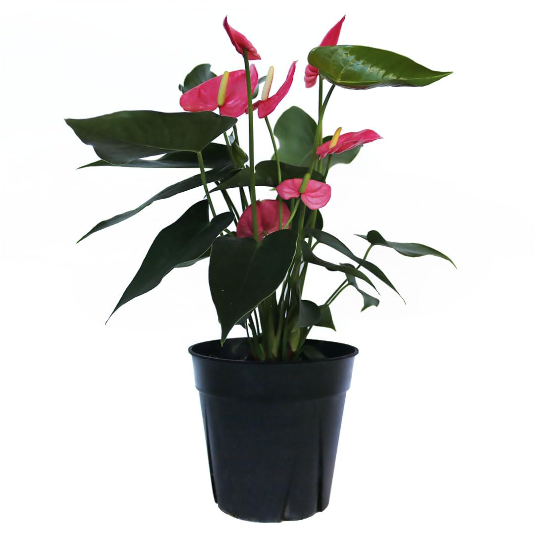 Amazon.com : American Plant Exchange Pink Anthurium Flamingo Flower, 6 ...