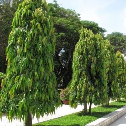 Mphmi Nursery Delhi Plant NCR Tree of Uttar Pradesh, Ashok - Plant ...