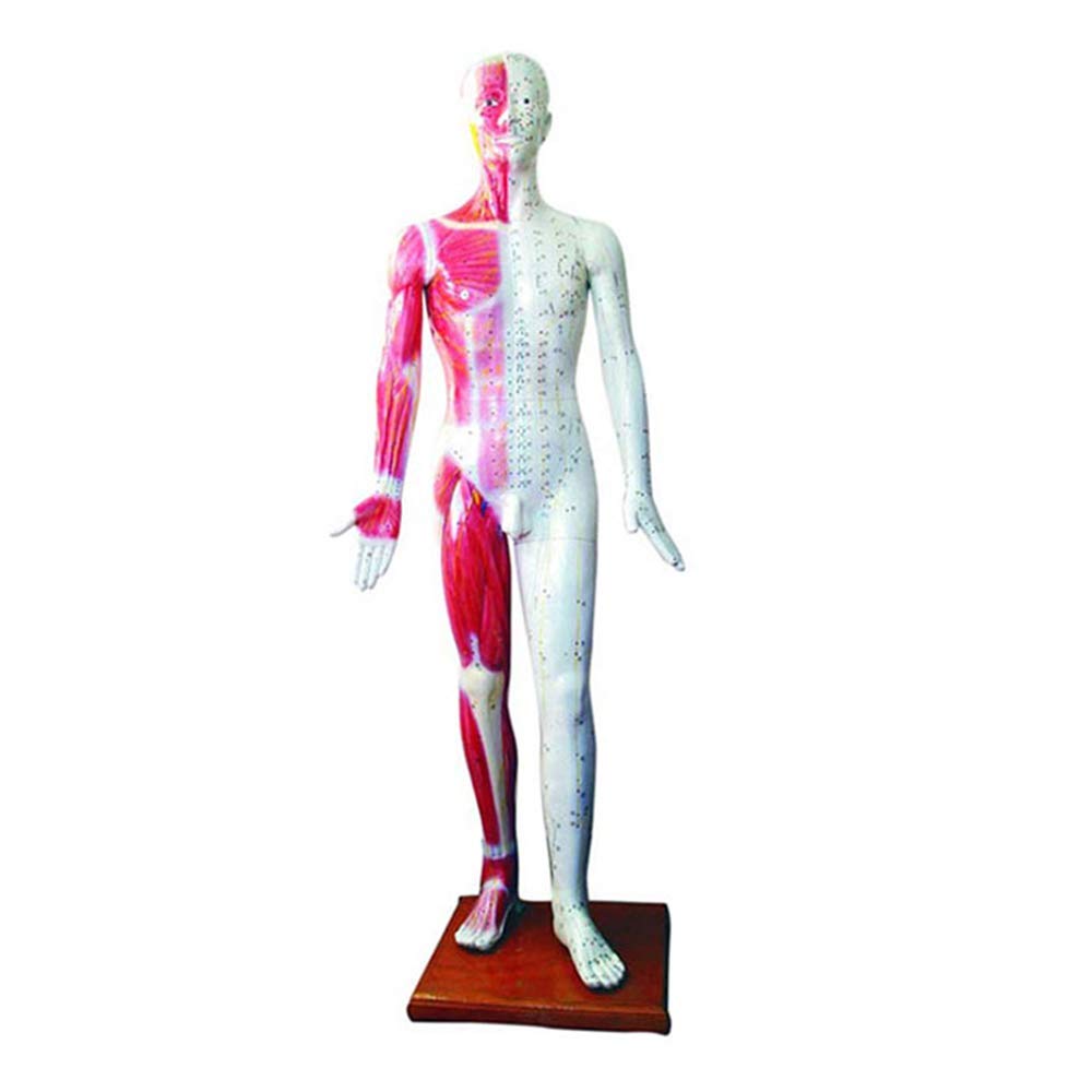 Buy FMOGE Human Acupuncture Model - 180CM Medicine Acupunctur Model ...