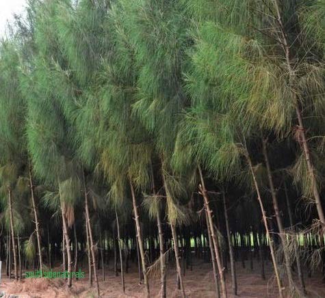 S S naturals 500 seeds Casuarina Equisetifolia, Australian pine ...