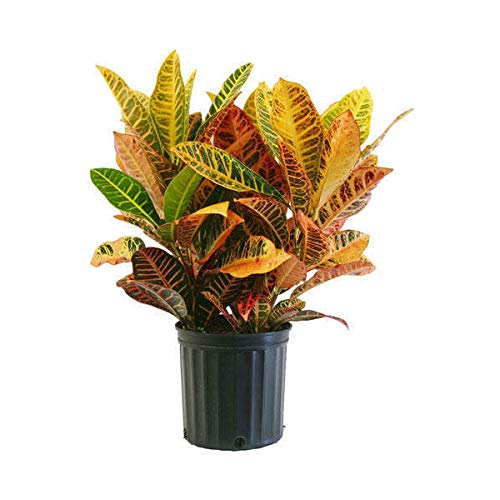 Mphmi Croton Variegatum Petra, Croton Norma, Codiaeum Variegatum Petra ...