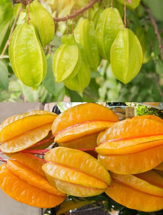 Creative Farmer Sweet Star Fruit All Season (Four Time Yearly ...