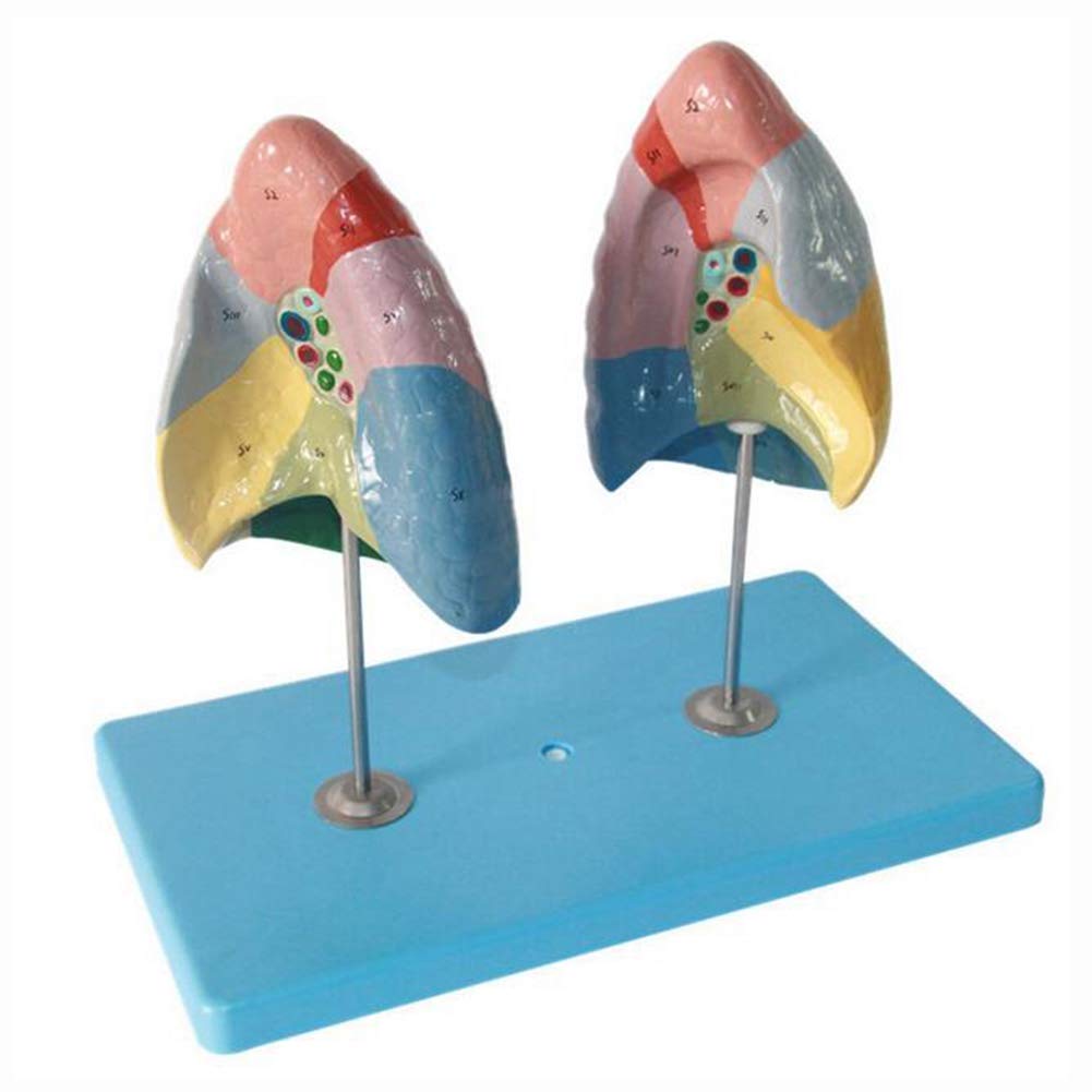 Buy JIN Human Anatomy Lung Anatomical Model Respiratory Lung ...