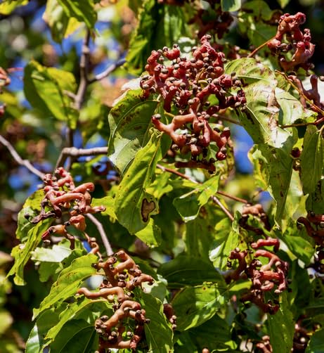 Japanese raisin tree or oriental raisin tree live plant : Amazon.in ...