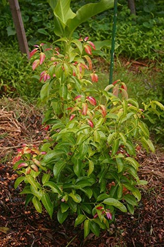 Plants Point Dalchini Cinnamon Plant : Amazon.in: Garden & Outdoors