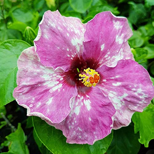 Indian Gardens - Hibiscus Hybrid Dwarf grafted - colour guaranteed live ...